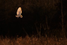 Wildlife photography: from Coolpix 4200 to Nikon D3s and every camera ...