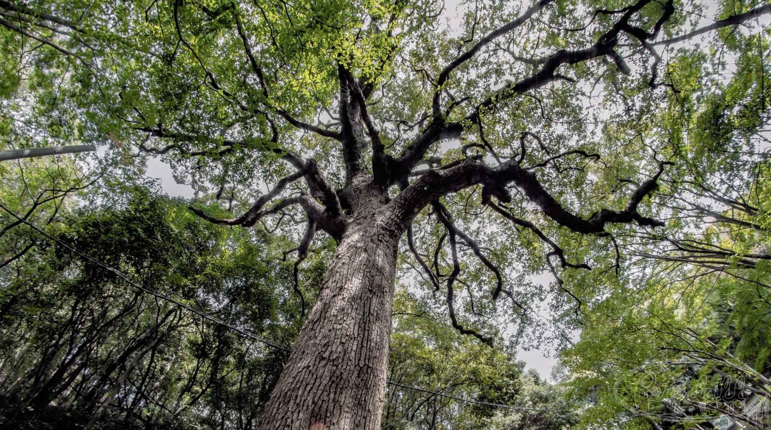 Seven Survivors (Hiroshima survivor trees that lived through the atomic ...