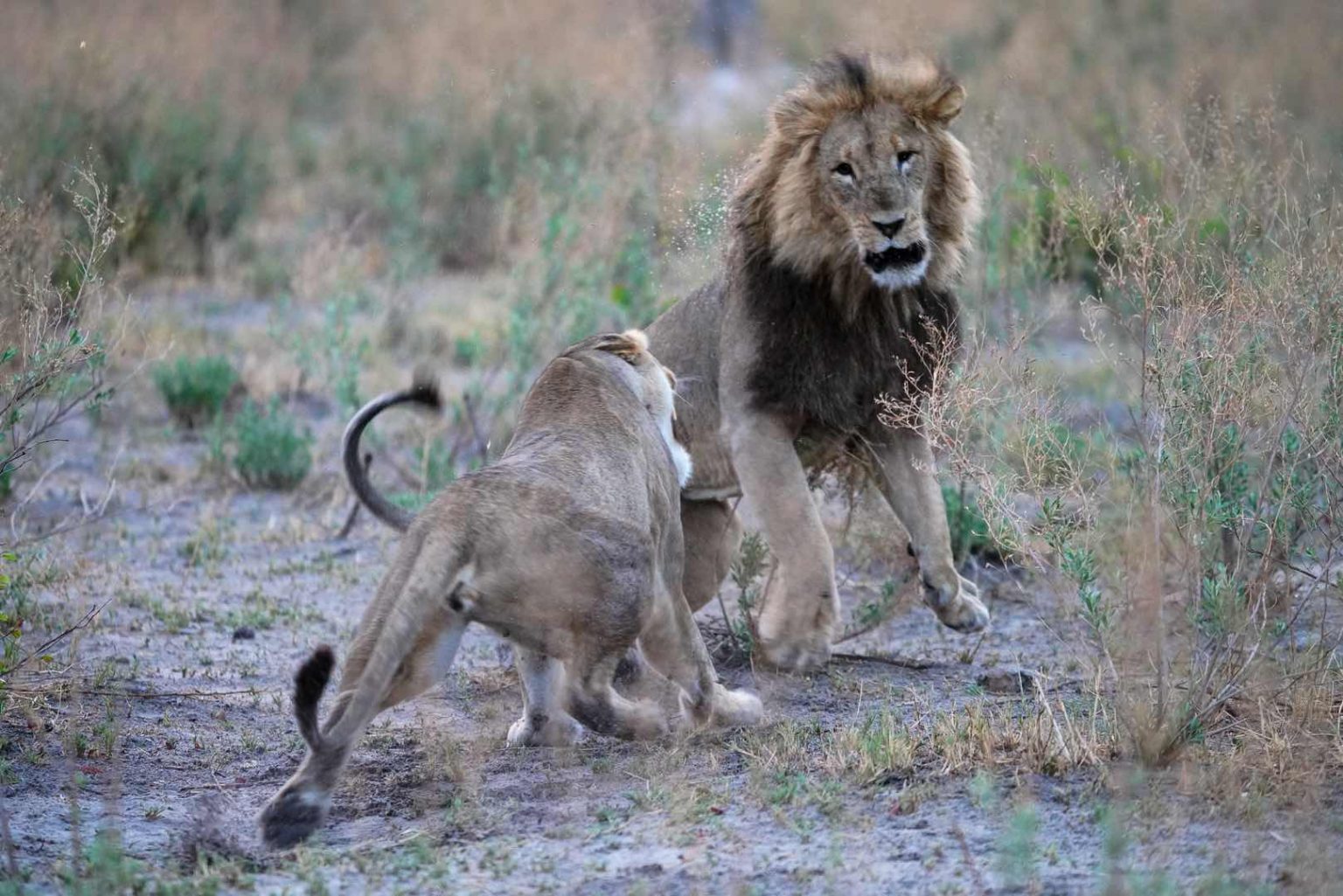 Lion behavior for photographers - Nikon Rumors