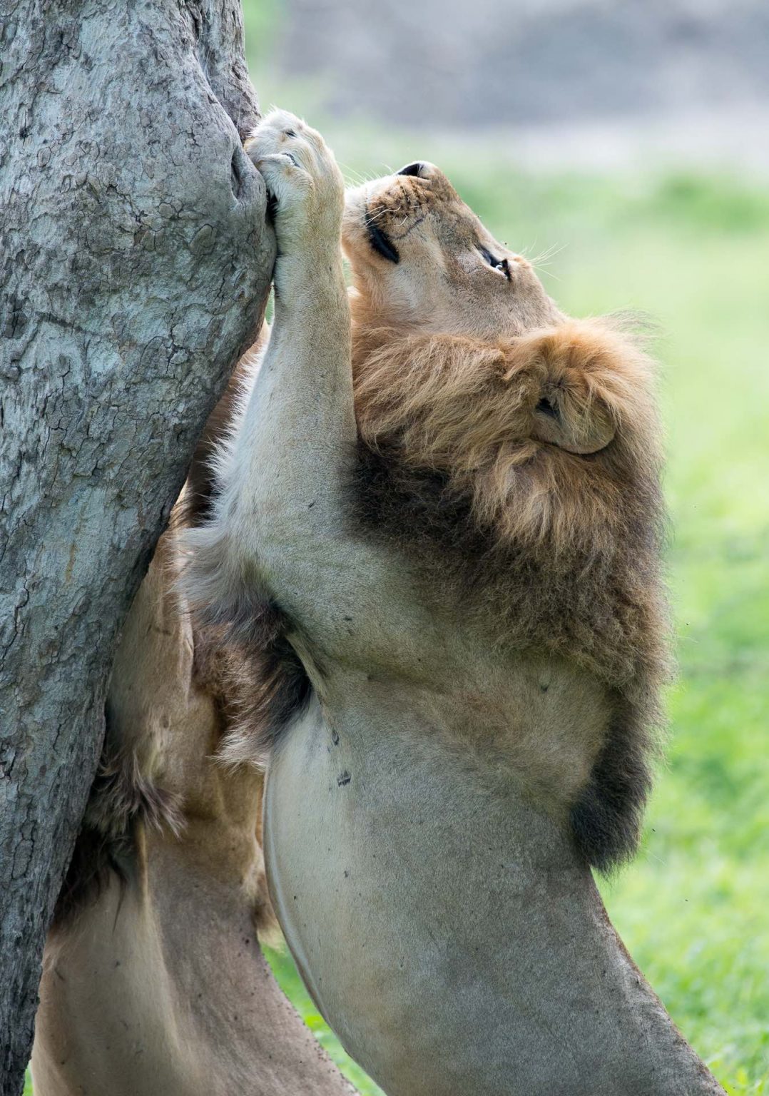 Lion behavior for photographers - Nikon Rumors
