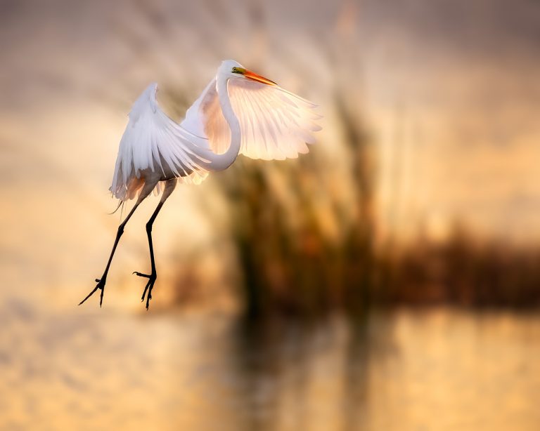 Bird in flight photography - crash course by Steve Perry - Nikon Rumors