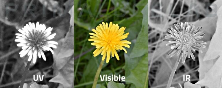 Nikon Z5 full spectrum camera for astronomy, UV and IR photography ...