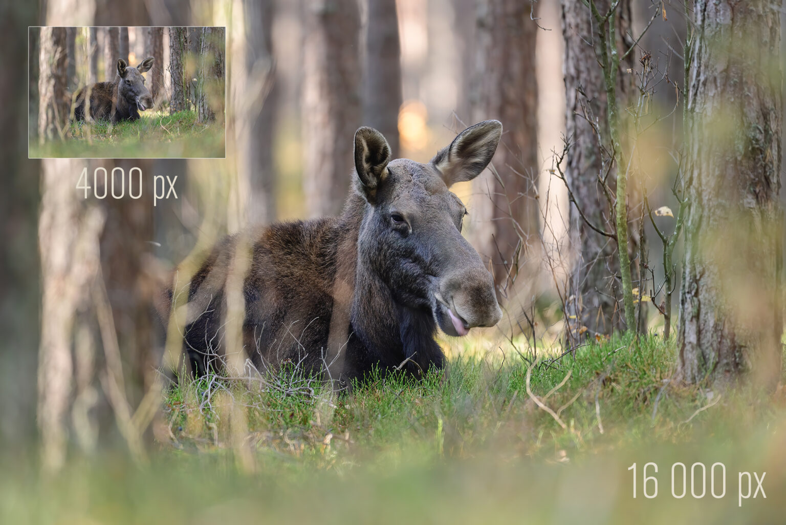 Impressive results: photo upscale from 4,000px to 16,000px with Topaz ...