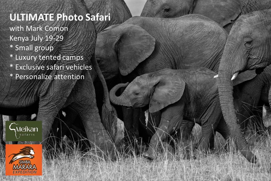 Shameless plug: only 3 spots left for the Ultimate Photo Safari in ...