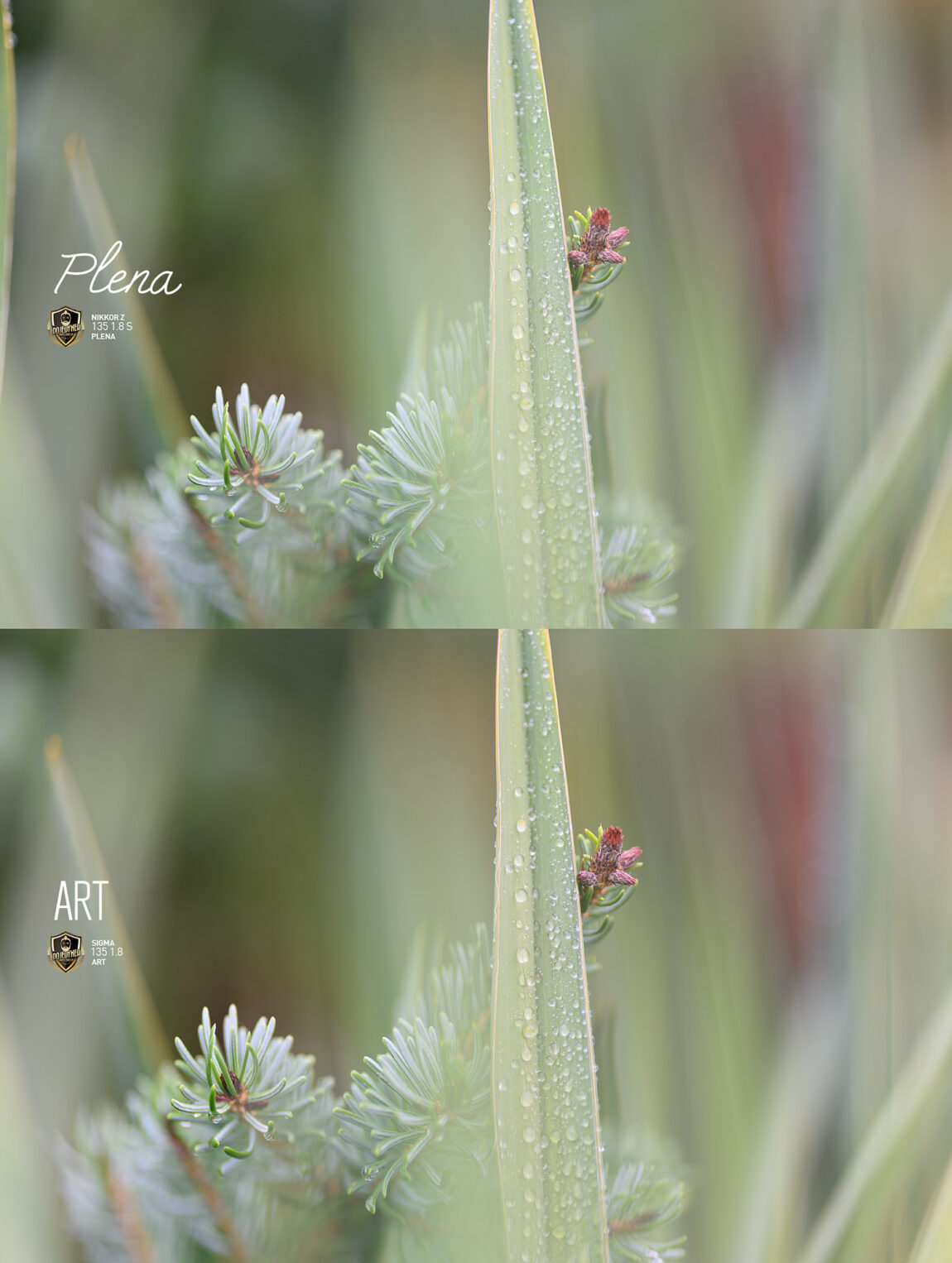 Plena vs. Art (Nikkor Z 135mm f/1.8 S Plena vs. Sigma 135mm f/1.8 DG HSM Art) - Nikon Rumors