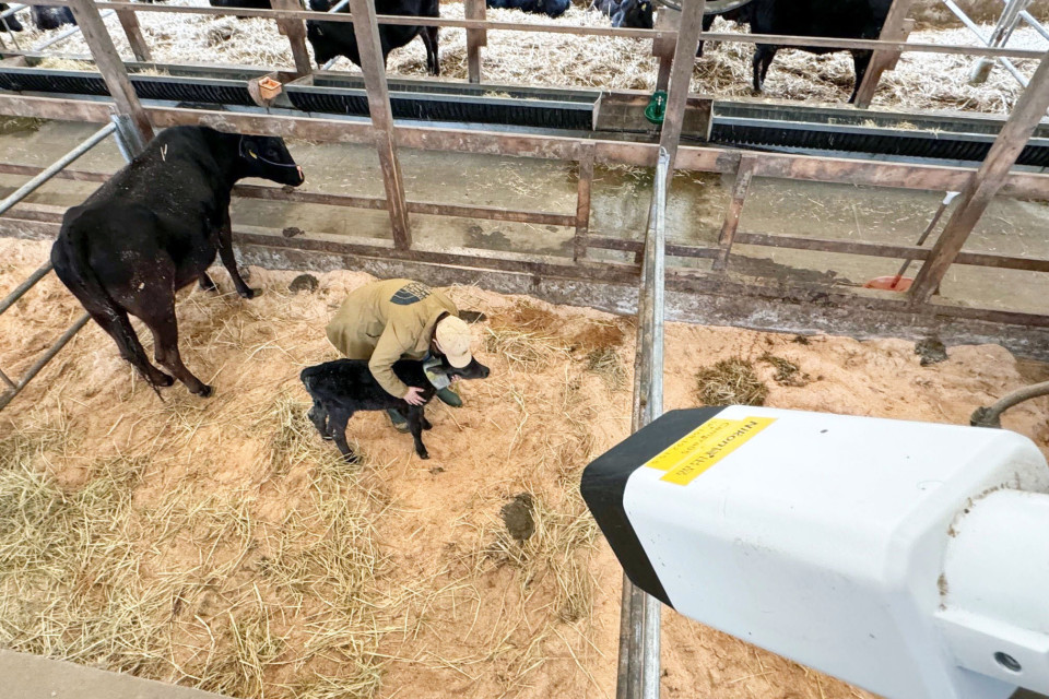 Nikon developed a new AI camera system that can detect cows that are ...