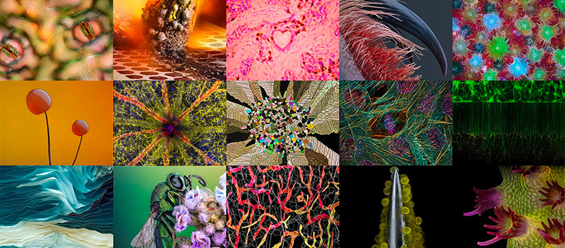 2024 Nikon Small World in Motion competition winners announced - Nikon ...