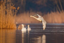 Sigma 300-600mm f/4 DG OS Sports lens for Sony E-mount tested on the ...